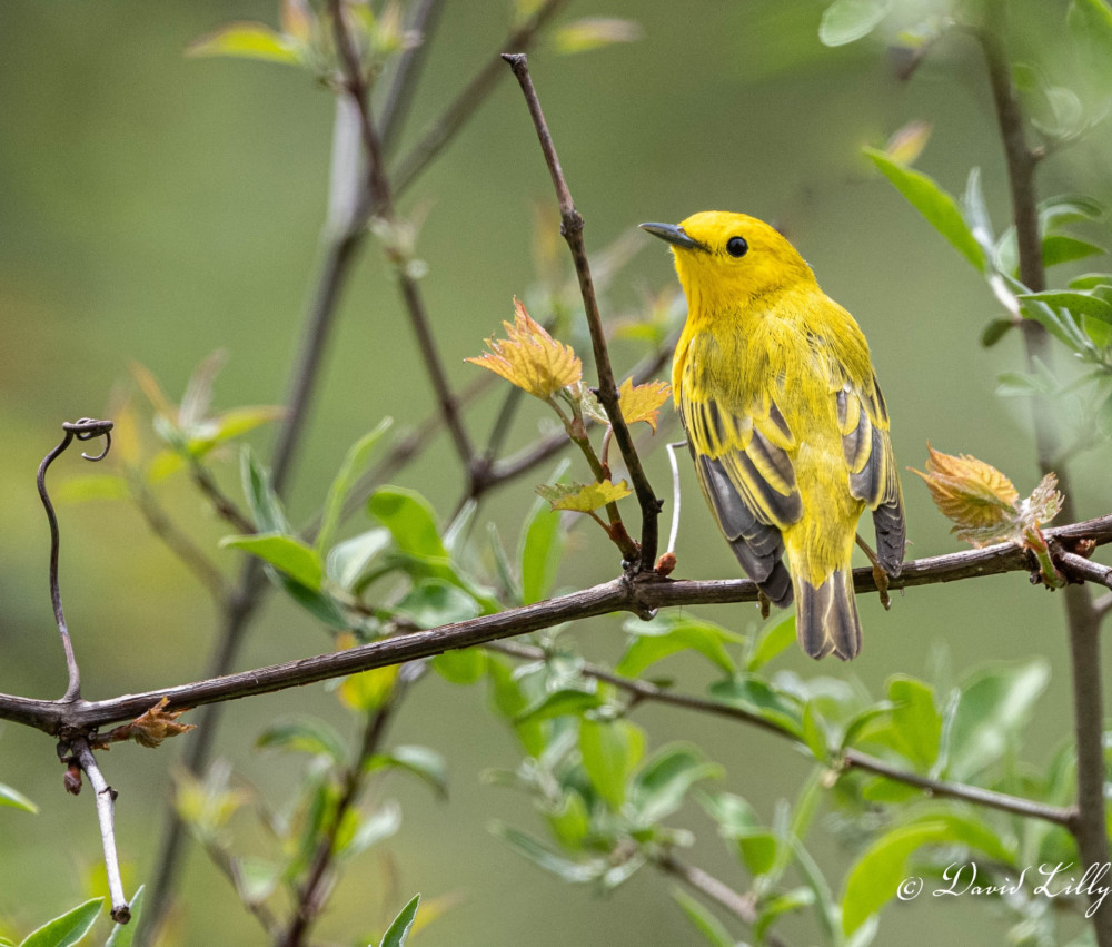 Capturing the Beauty of New Brunswick: Bird Photography Adventures