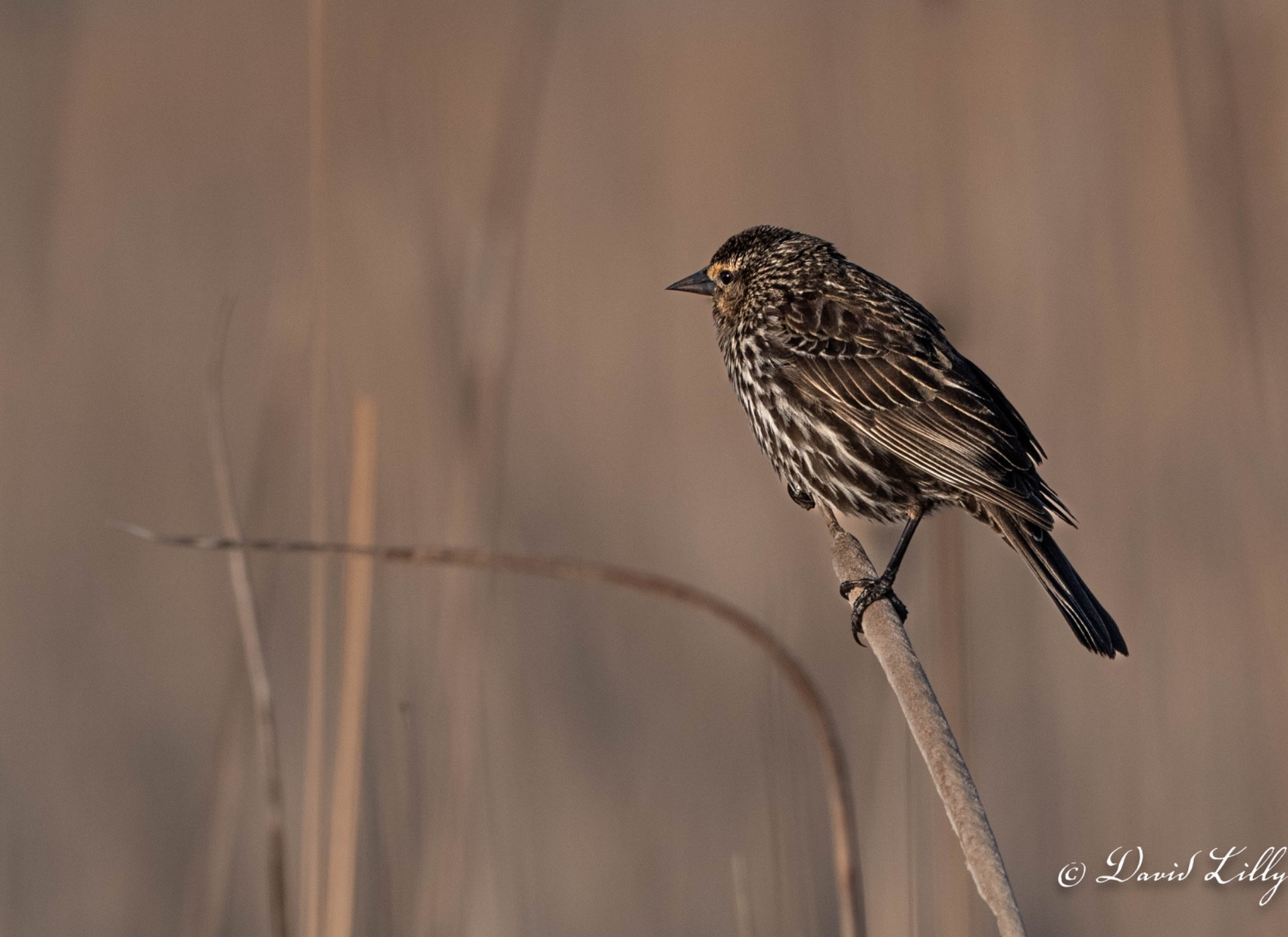 Capturing the Beauty of New Brunswick: Bird Photography Adventures