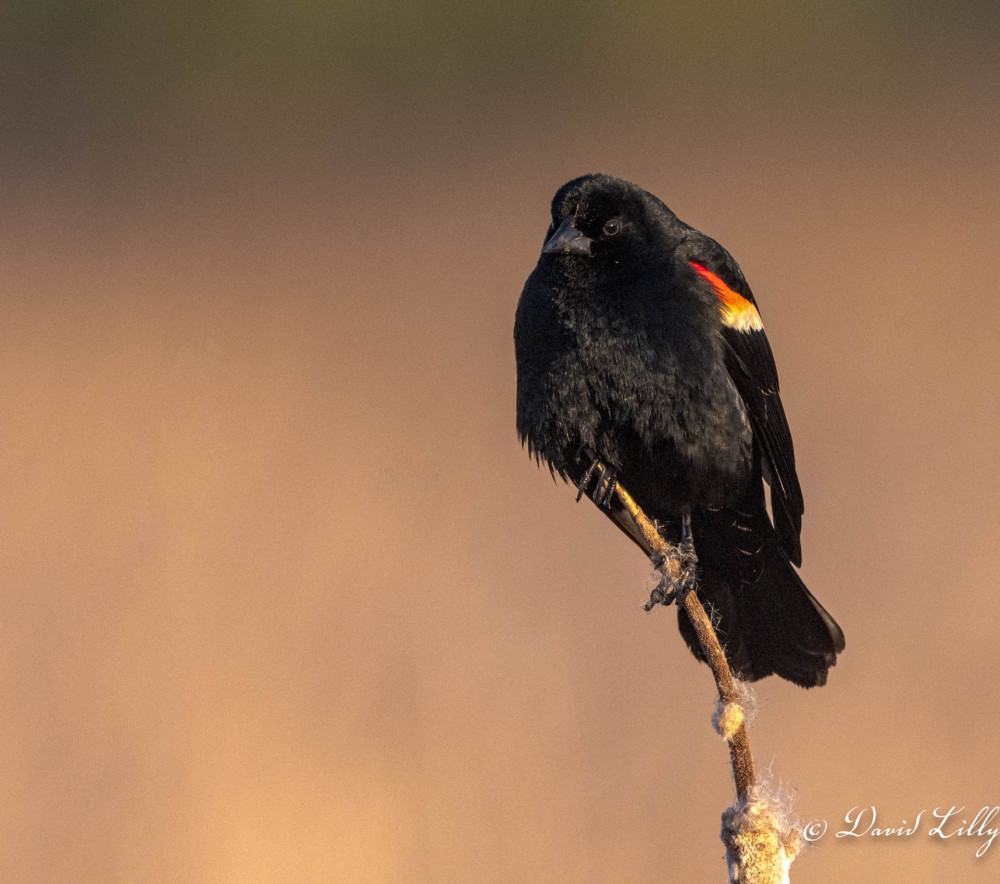 Capturing the Beauty of New Brunswick: Bird Photography Adventures