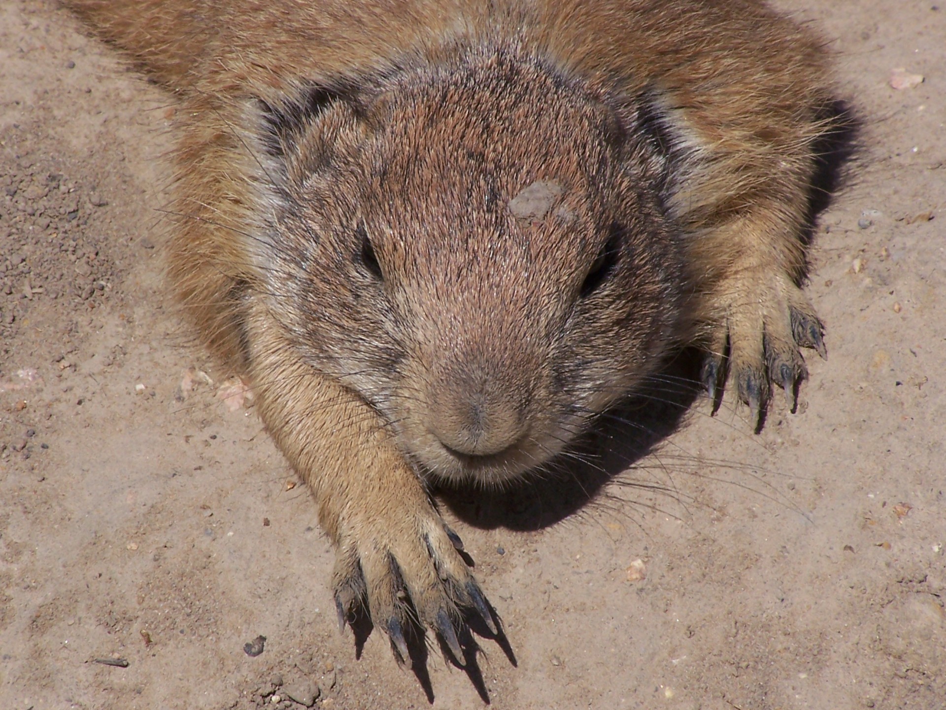 Prairie Dog Hunts