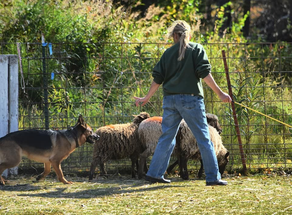 SHERMAN-RANCH- German Shepherds Oregon