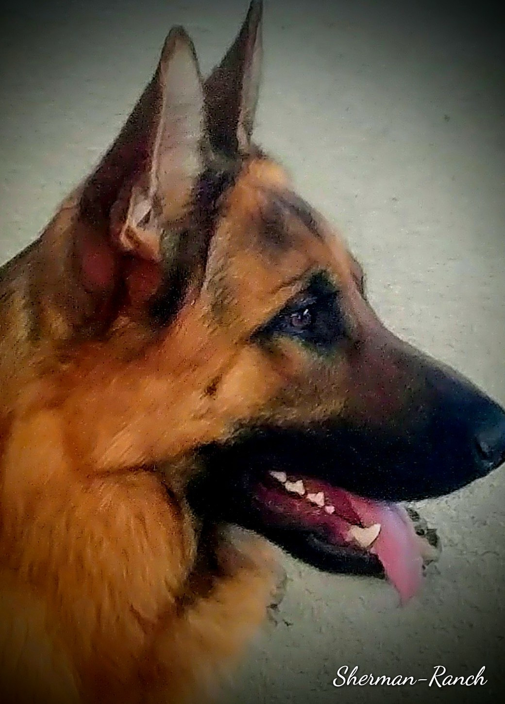 SHERMAN-RANCH/ German Shepherd breeders Oregon