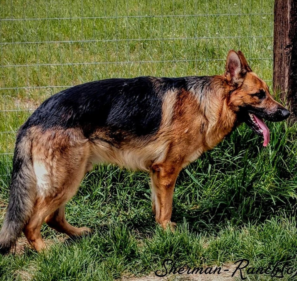 German-Shepherd-breeders-California-Nevada-Oregon/ SHERMAN-RANCH
