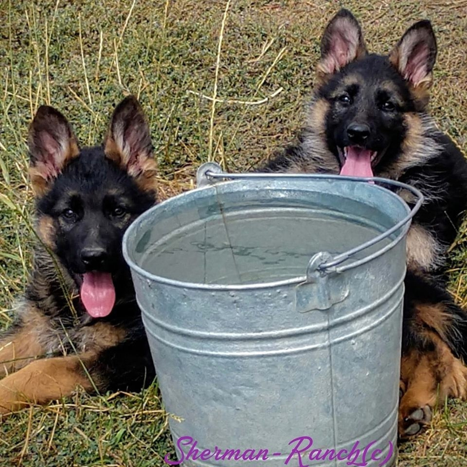 SHERMAN-RANCH German Shepherd puppies Oregon