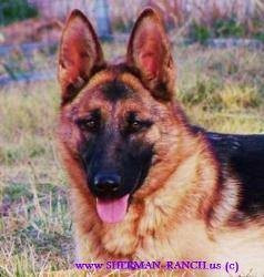 SHERMAN-RANCH German Shepherds-German Shepherd breeder-Oregon ...