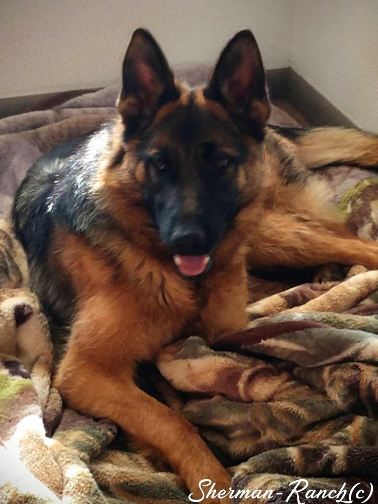 German-Shepherd-Breeders/ SHERMAN-RANCH