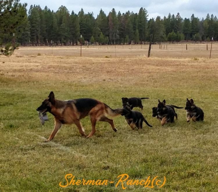 German Shepherd breeders California/SHERMAN-RANCH