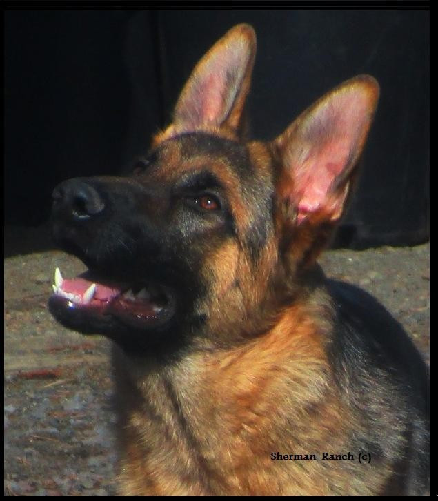 SHERMAN-RANCH- German Shepherds Oregon