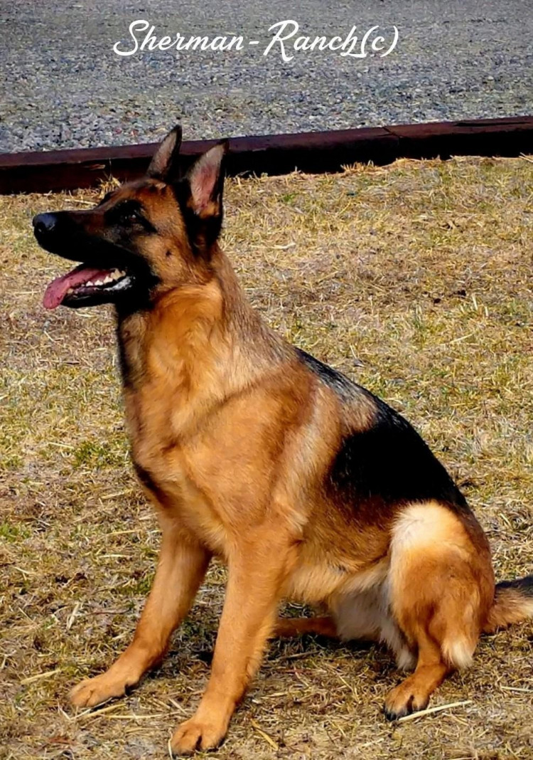 German Shepherd puppies California Oregon SHERMAN-RANCH