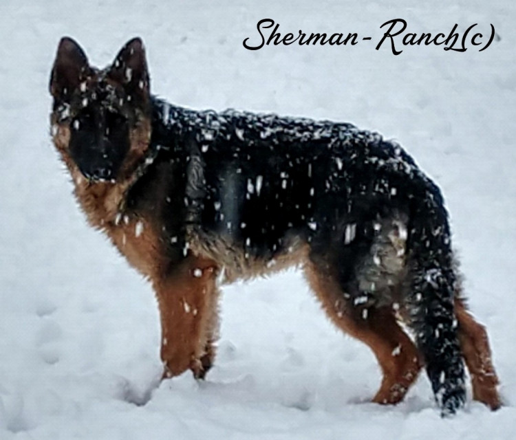 SHERMAN-RANCH- German Shepherds Oregon