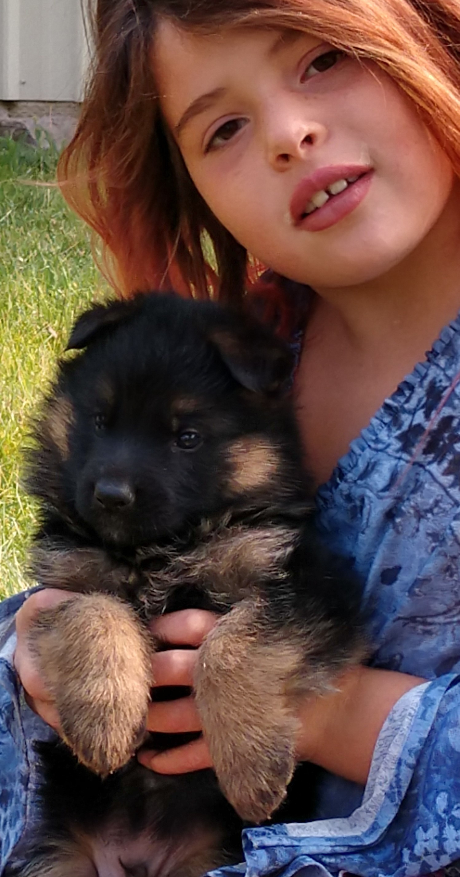 German-Shepherd-Breeders/ SHERMAN-RANCH