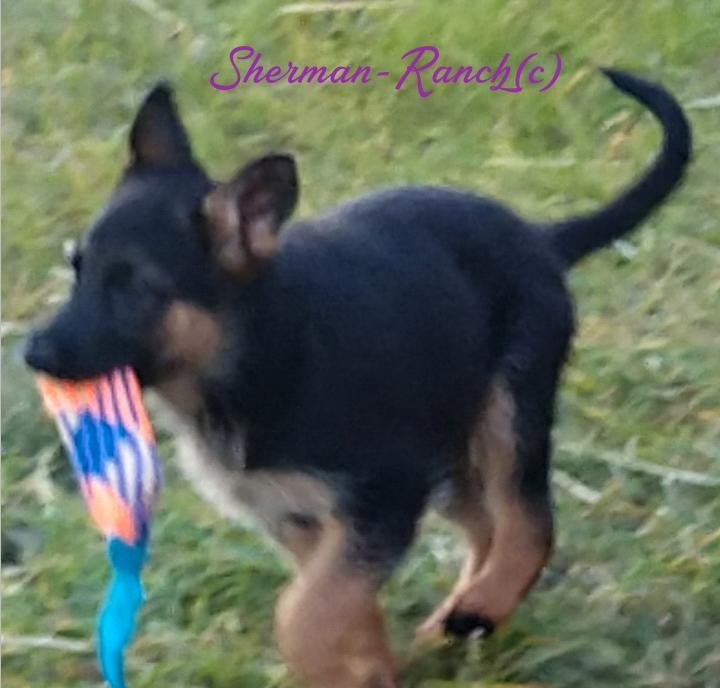 German-Shepherd-Breeders/ SHERMAN-RANCH