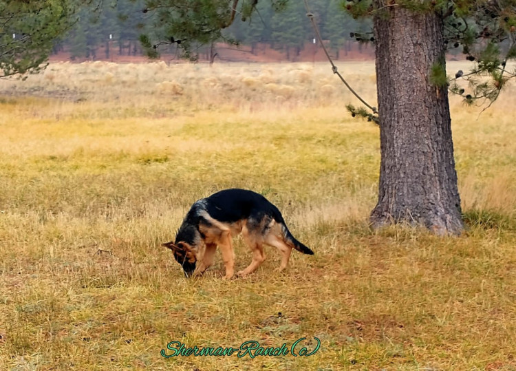 German-Shepherd-breeders/SHERMAN-RANCH