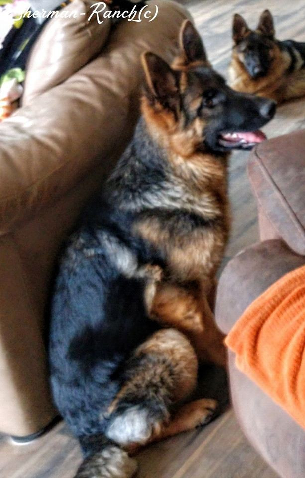 German-Shepherd-Breeders/ SHERMAN-RANCH