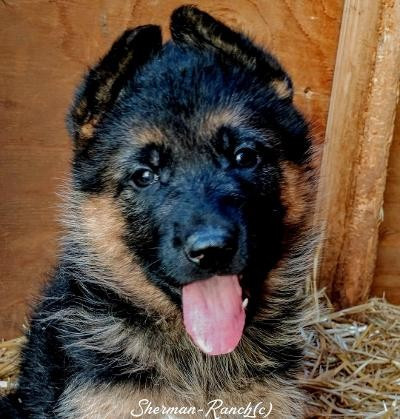German-Shepherds-Oregon/ SHERMAN-RANCH