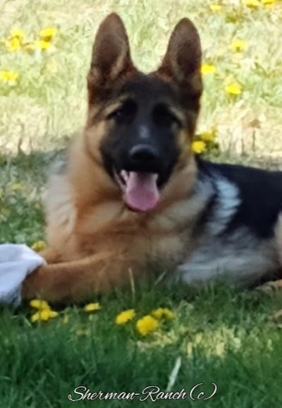 SHERMAN-RANCH German Shepherds
