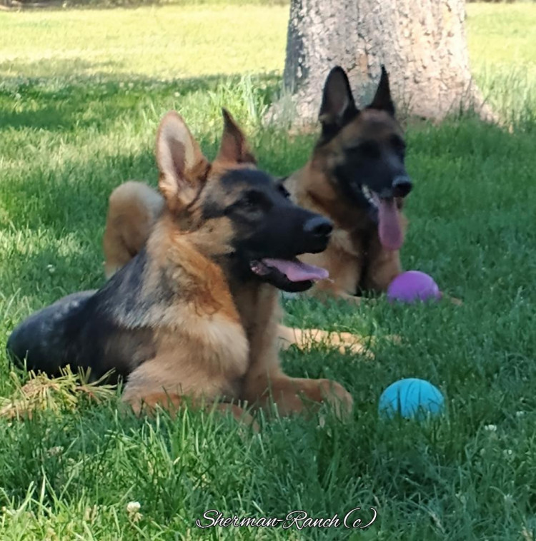 SHERMAN-RANCH/German-Shepherd-Breeder California