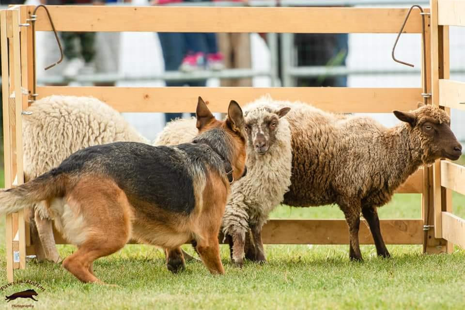 German-Shepherd-Breeders/ SHERMAN-RANCH