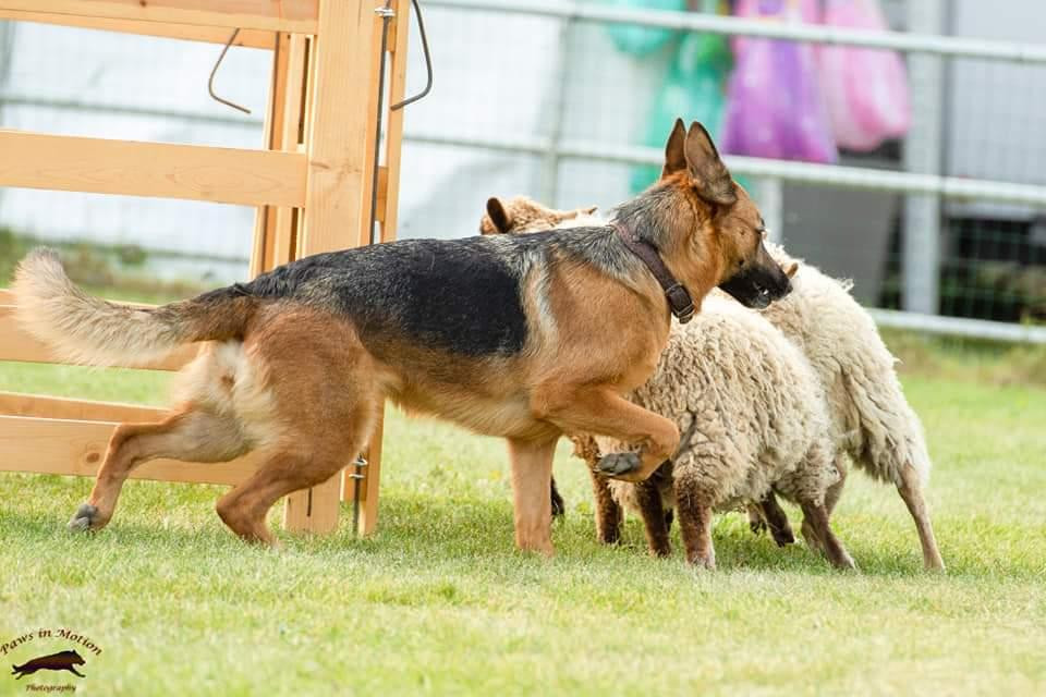SHERMAN-RANCH German Shepherds-German Shepherd breeder-Oregon ...
