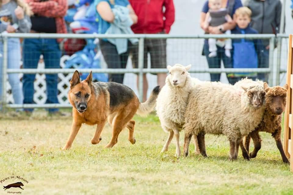 German-Shepherds-Oregon/ SHERMAN-RANCH