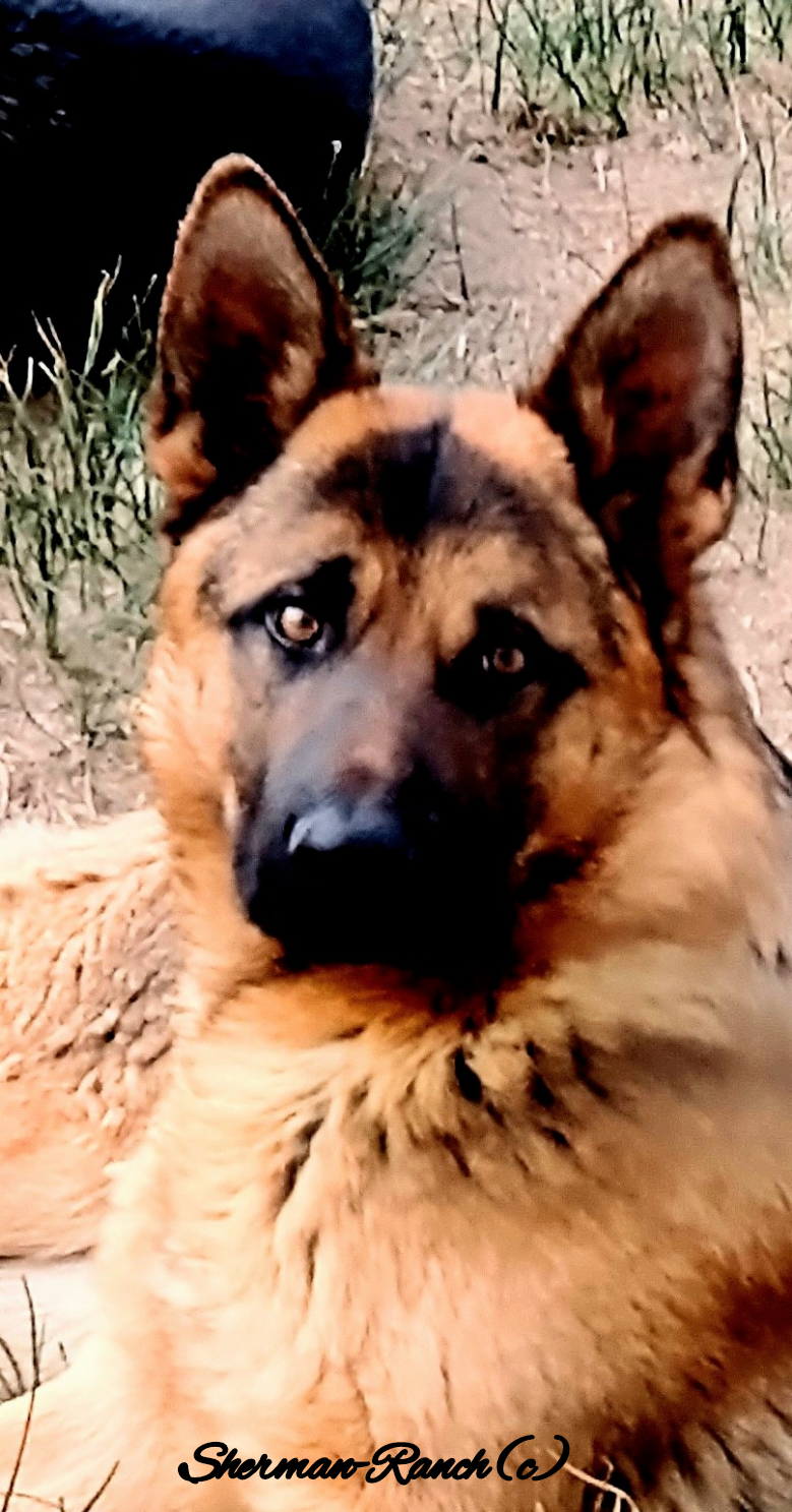 German-Shepherd-Breeders/ SHERMAN-RANCH