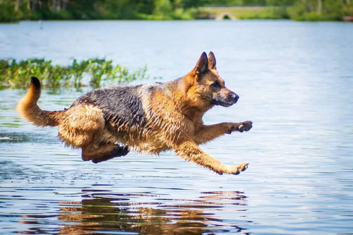 German-Shepherds-Oregon/ SHERMAN-RANCH