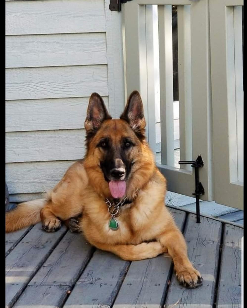 German-Shepherd-Breeders/ SHERMAN-RANCH