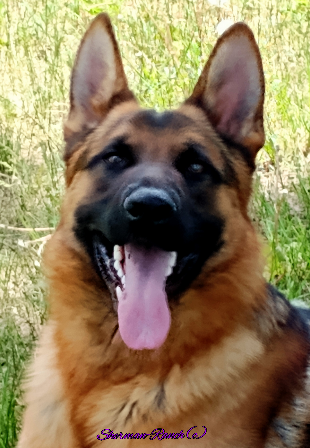 German-Shepherds-for sale /SHERMAN-RANCH