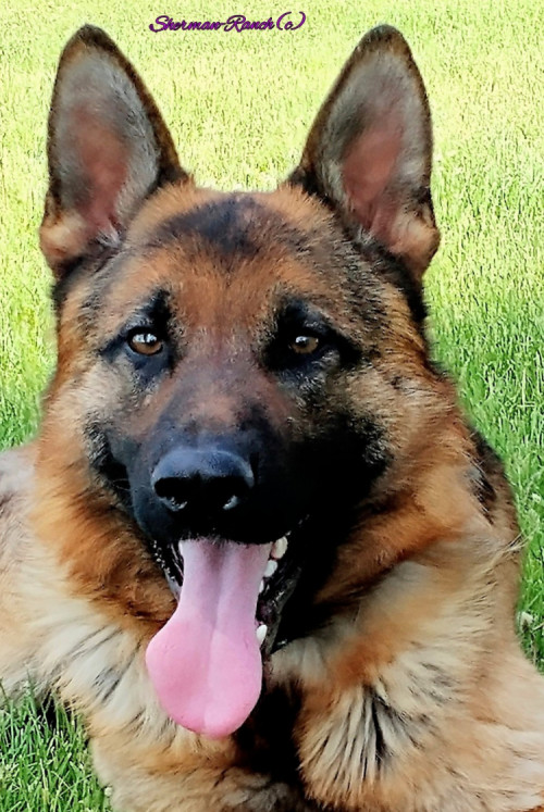 Adult German Shepherds /SHERMAN-RANCH