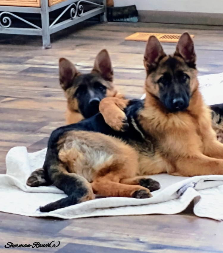 Trained German Shepherd Puppies /SHERMAN-RANCH