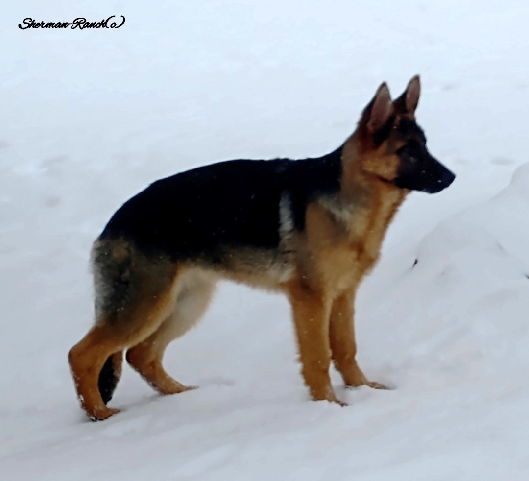 Trained German Shepherd Puppies /SHERMAN-RANCH