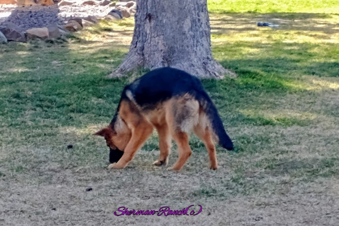 Trained-German-shepherd-puppies-for sale/SHERMAN-RANCH