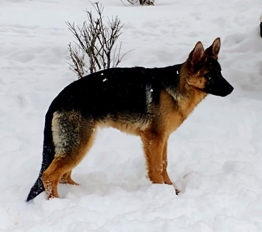 Trained-German-shepherd-puppies-for sale/SHERMAN-RANCH