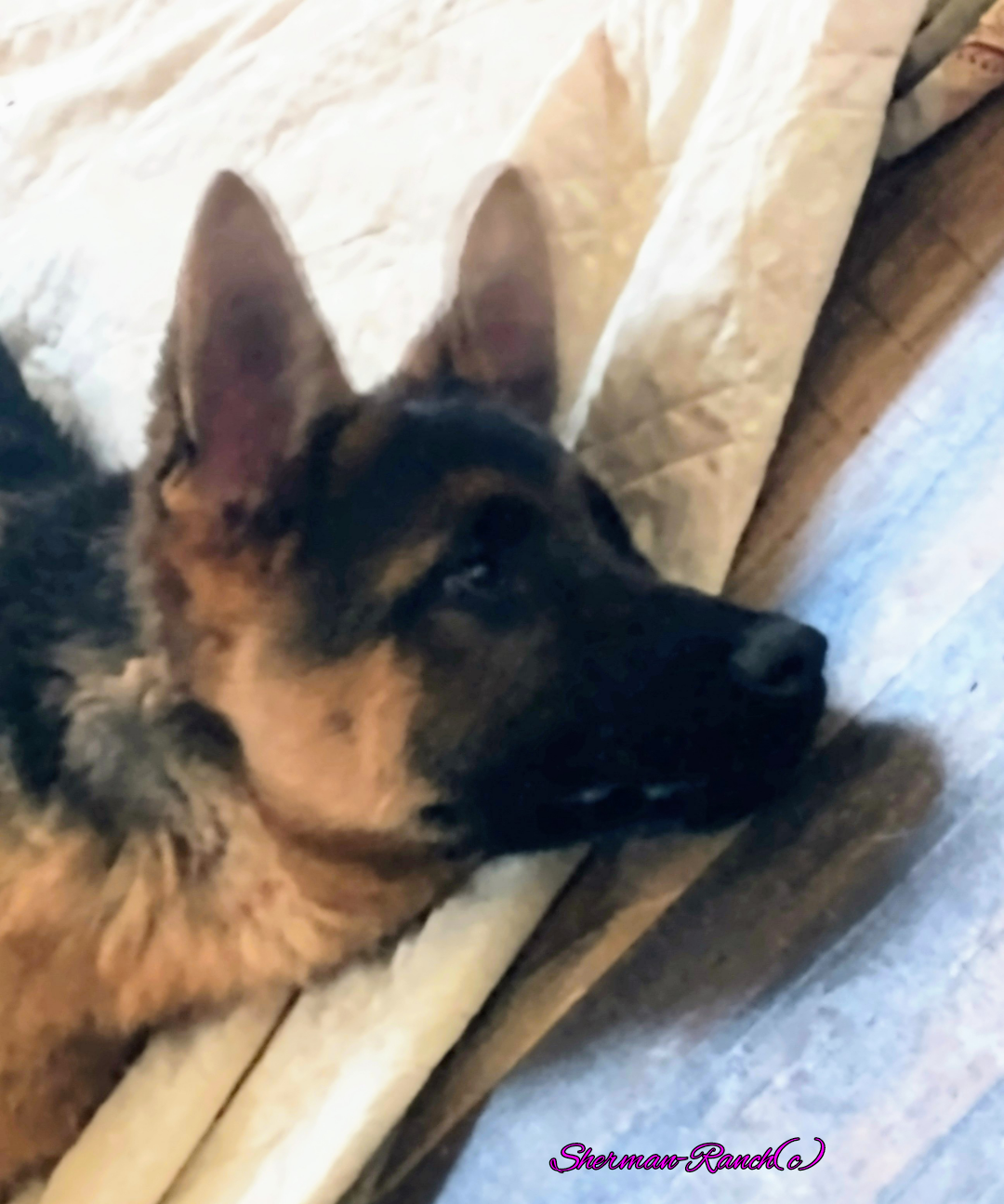 Trained German Shepherd Puppies /SHERMAN-RANCH