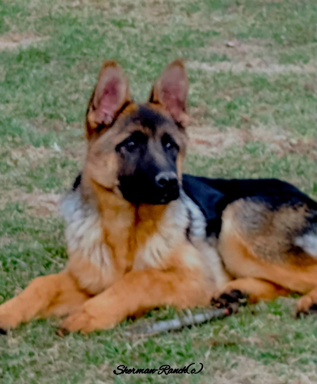 Trained-German-shepherd-puppies-for sale/SHERMAN-RANCH