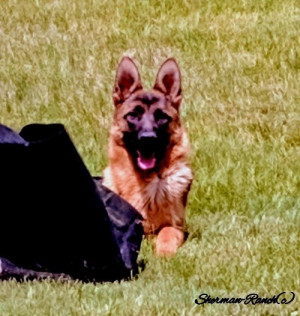 Trained German Shepherd Puppies /SHERMAN-RANCH