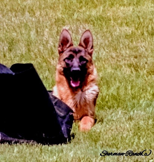 Trained German Shepherd Puppies /SHERMAN-RANCH