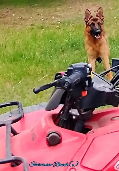 Trained German Shepherd Puppies /SHERMAN-RANCH