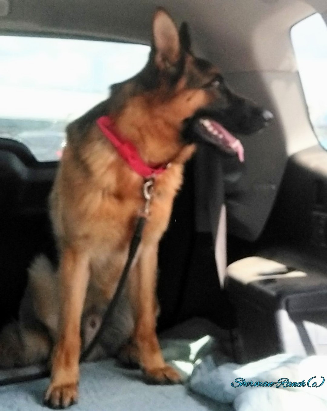 Adult German Shepherd dogs for sale/ SHERMAN-RANCH