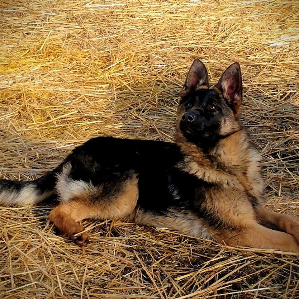 SHERMAN-RANCH- German Shepherds Oregon