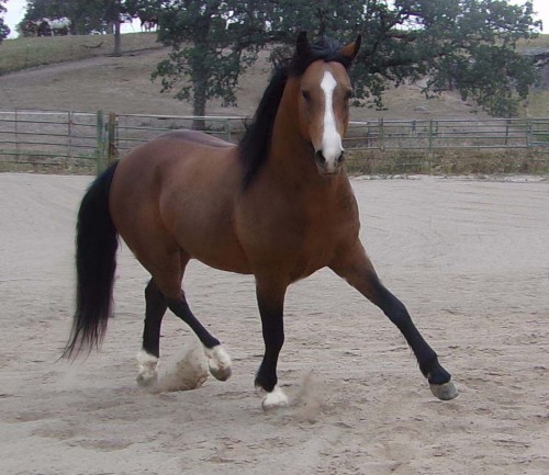 Home [www.ranchodelsueno.com]