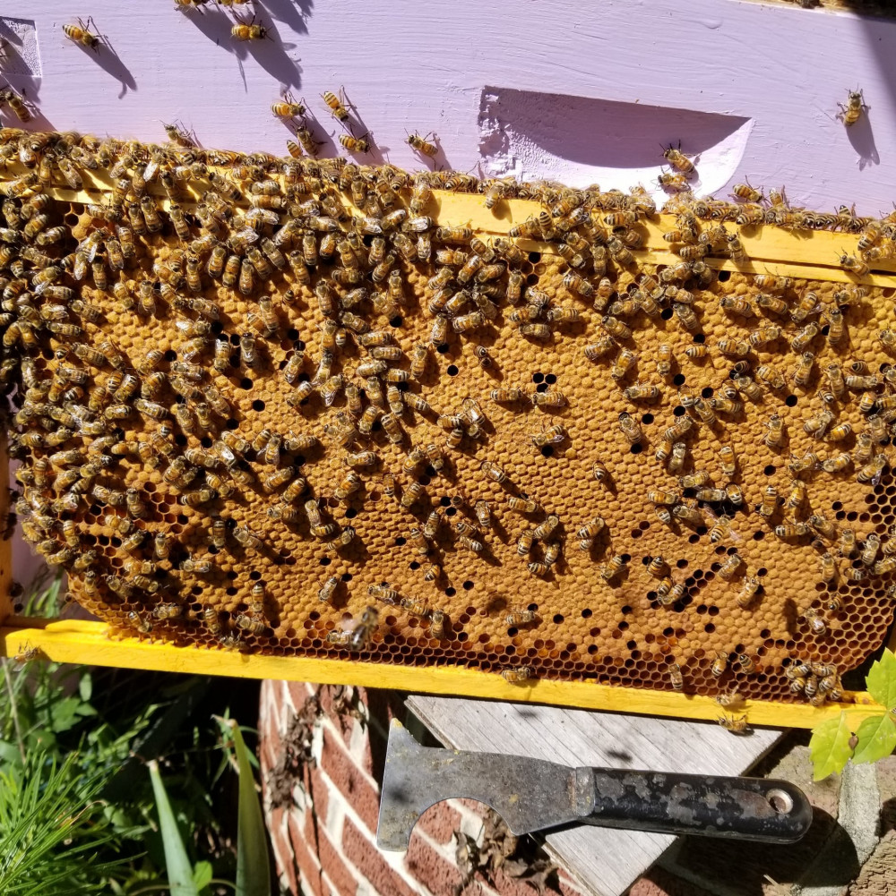 Hampton Roads Beekeepers