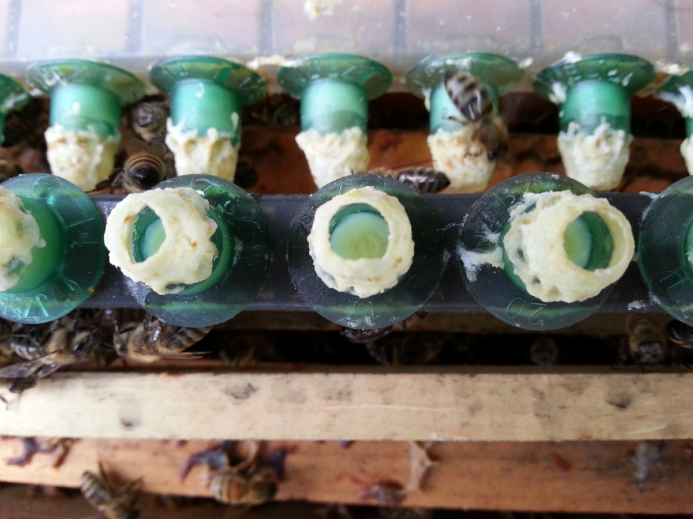 Grafting Queen Bees for the Backyard Beekeeper