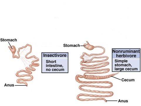 Feeding Your Hedgehog