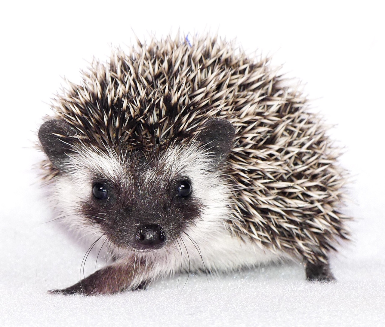 Available Hedgehogs