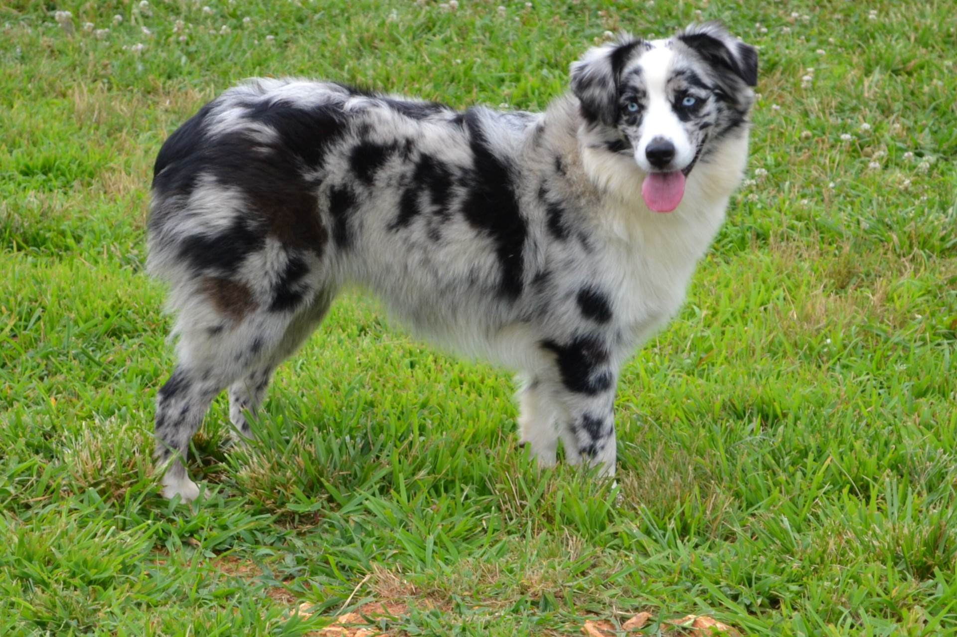 Meet Our Aussies