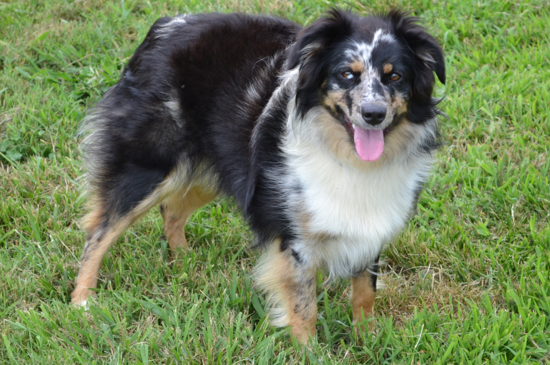Meet Our Aussies