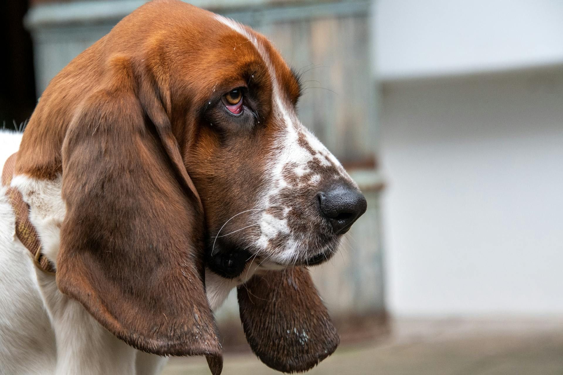 Home [wolfcreekbassethounds.com]