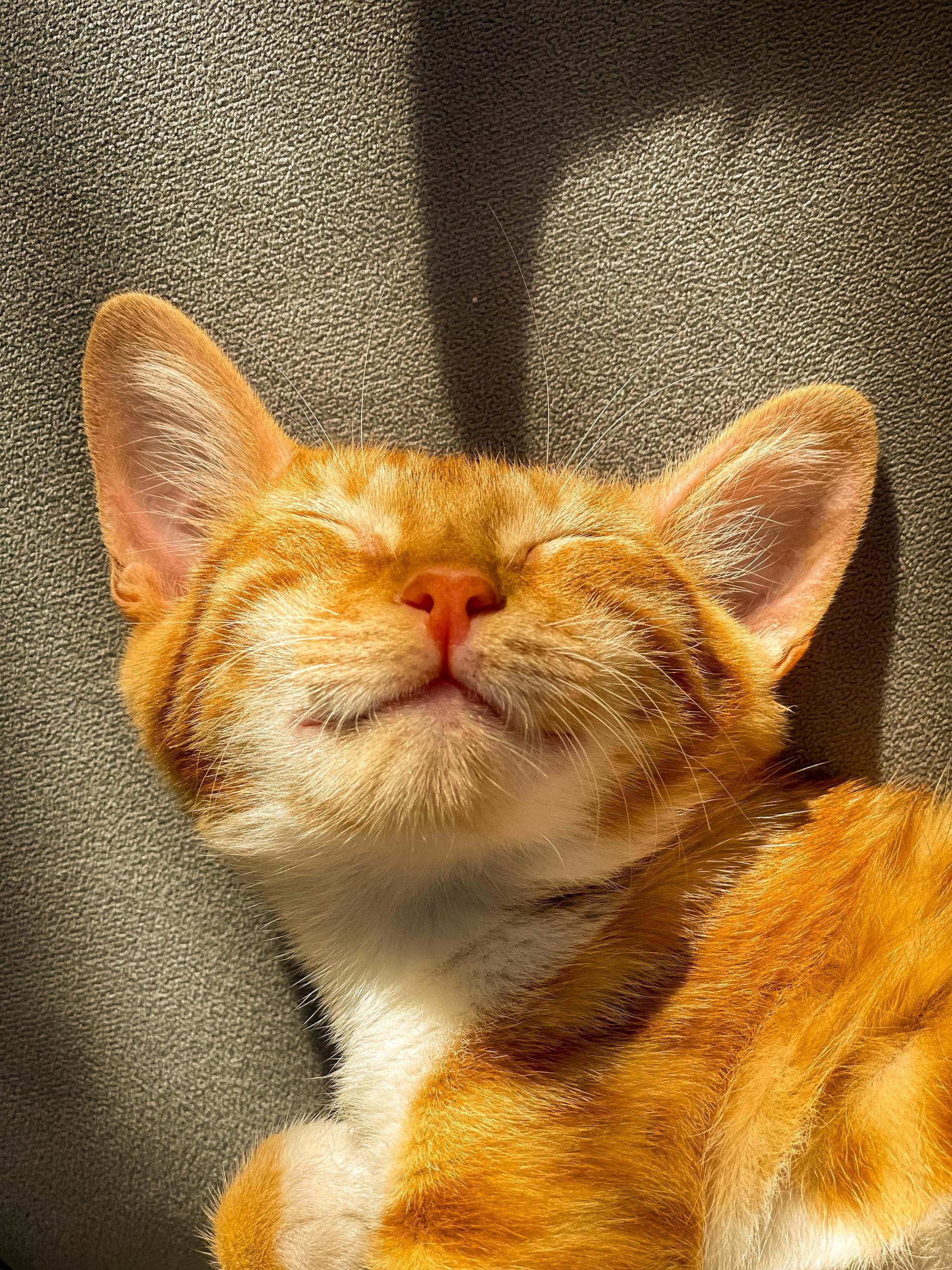 TC Paw Cat Rescue - Home