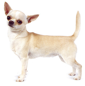 Home [www.haaschihuahua.com]